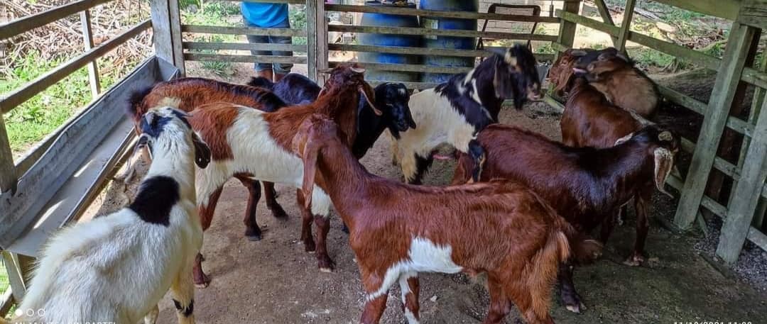 USHA BERKAT FARM AND PLANTATION