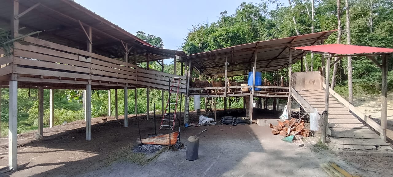 PENTERNAK KAMBING DAN AYAM